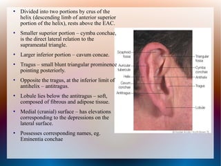 Anatomy of the external and middle ear | PPT