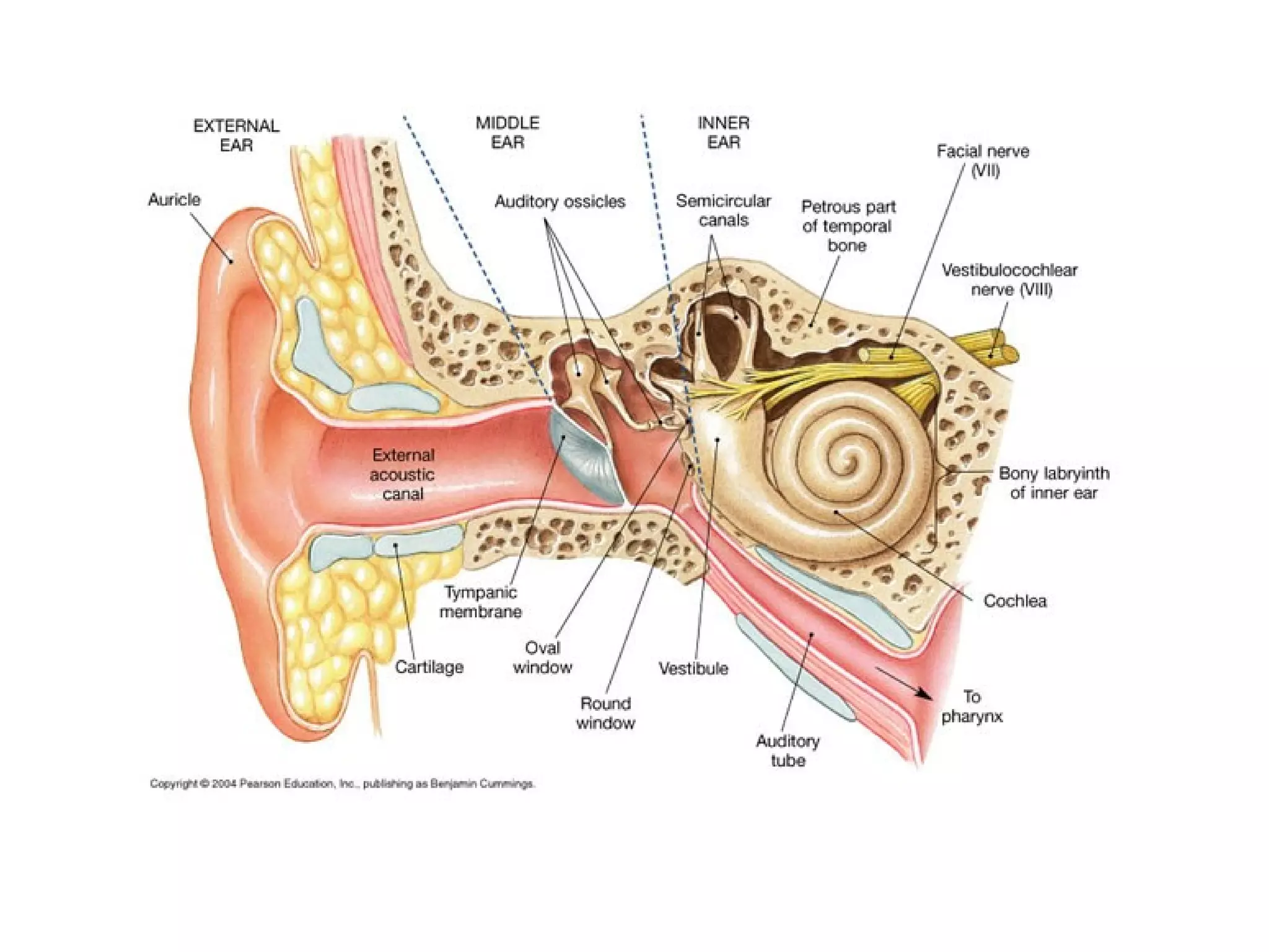 Anatomy of the external and middle ear | PPT