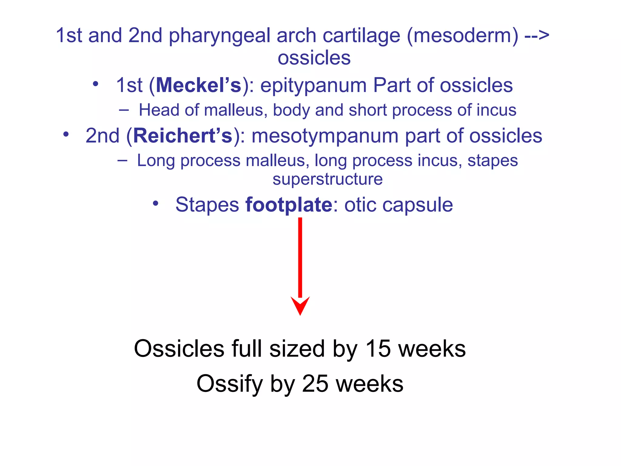 Anatomy of the external and middle ear | PPT