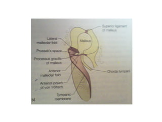 Anatomy of the external and middle ear | PPT
