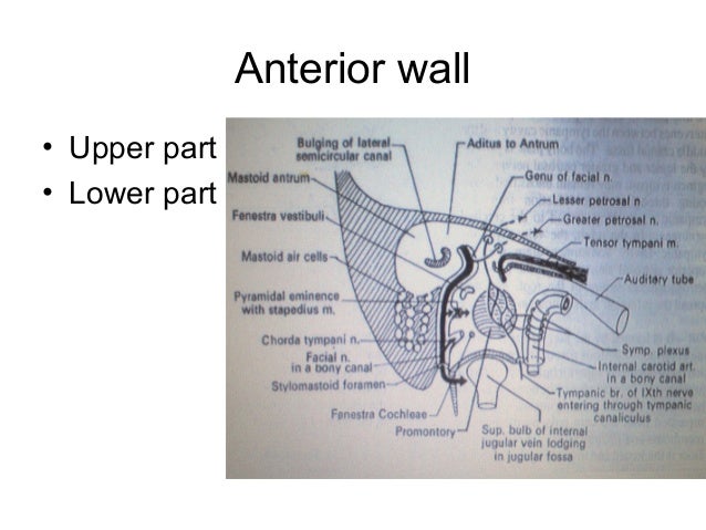 Anatomy of the external and middle ear