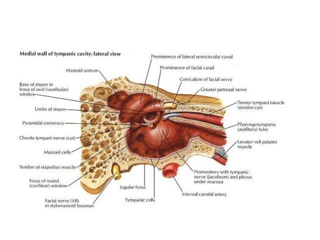 Anatomy of the external and middle ear