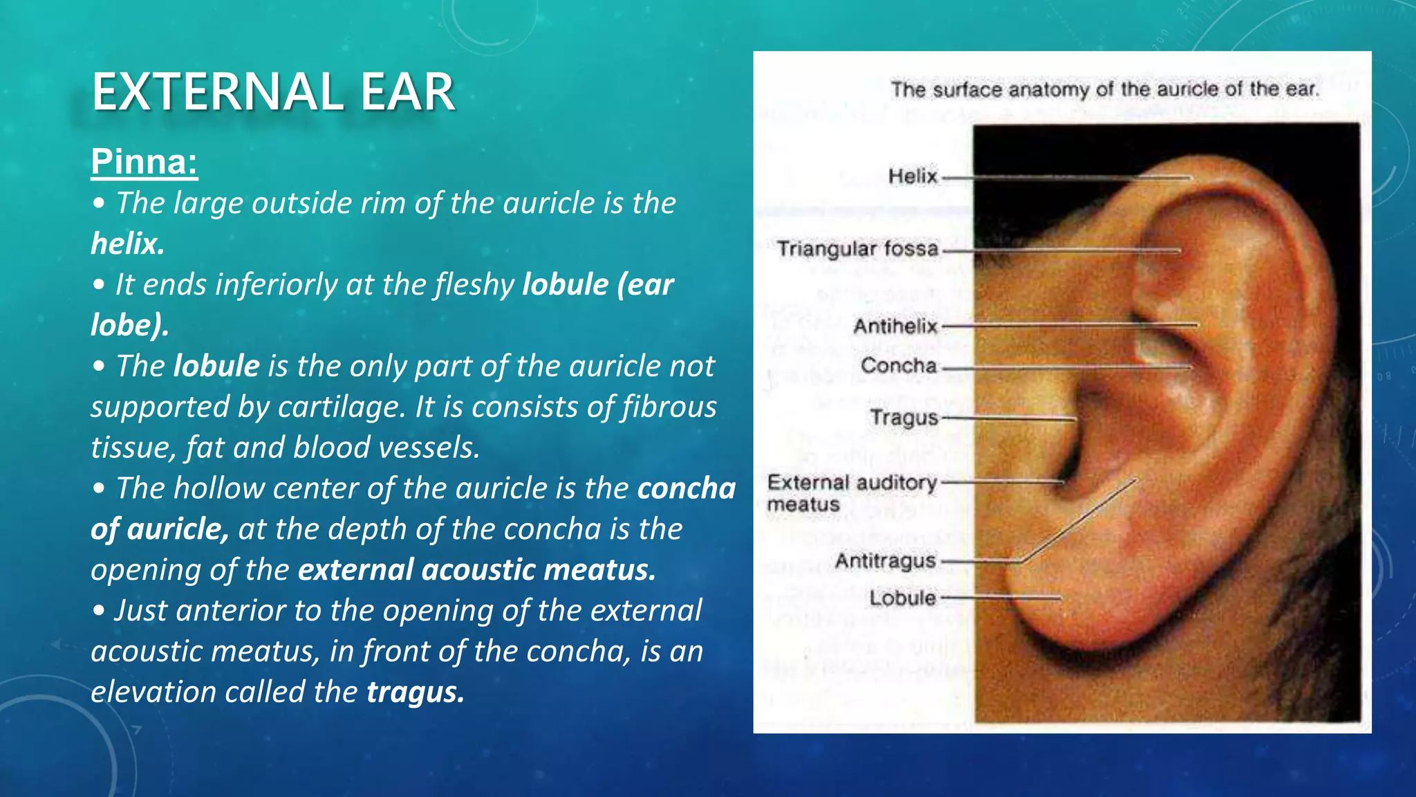 Anatomy of the external and middle ear | PPTX