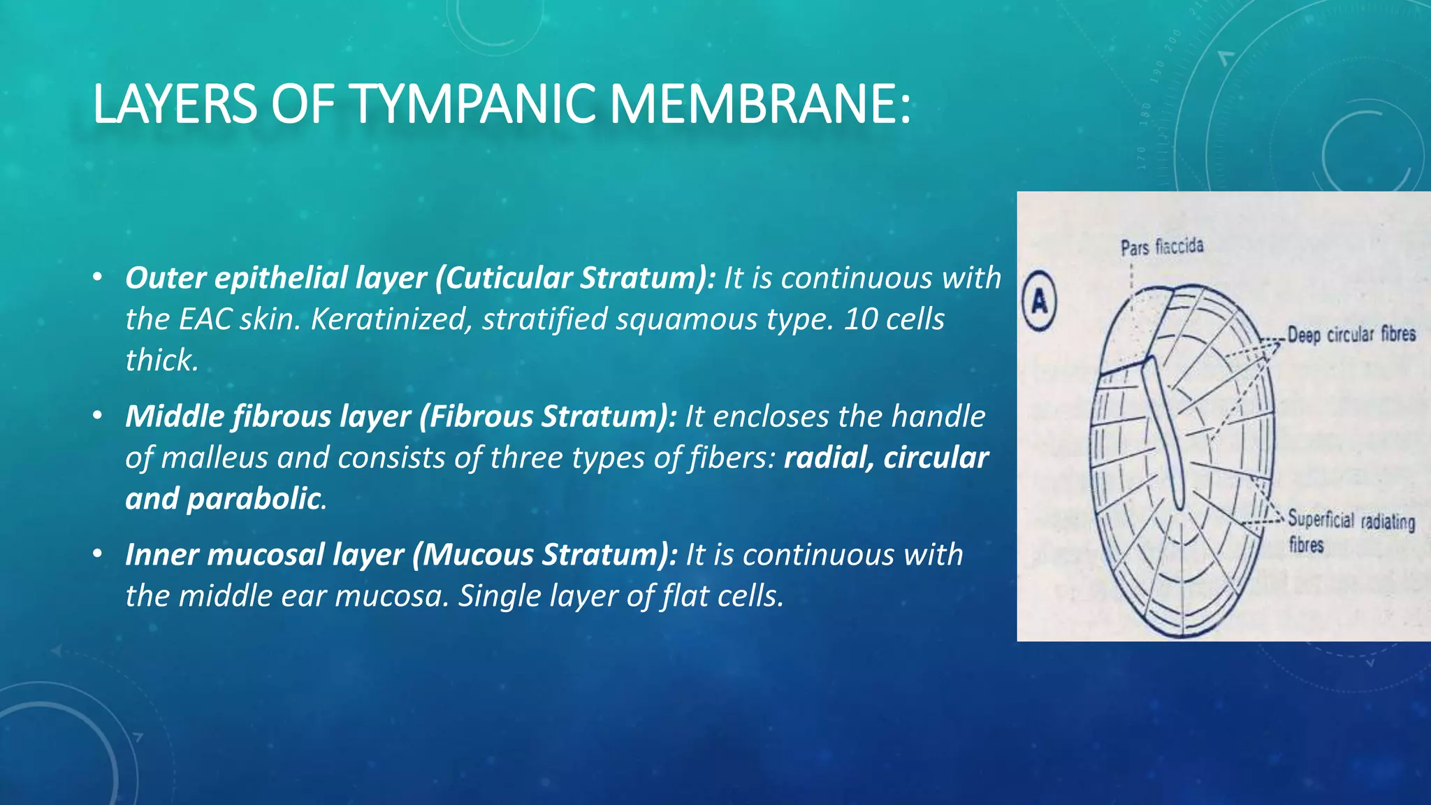 Anatomy of the external and middle ear | PPTX
