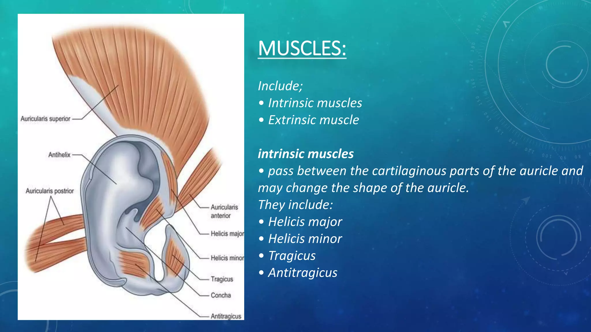 Anatomy of the external and middle ear | PPTX