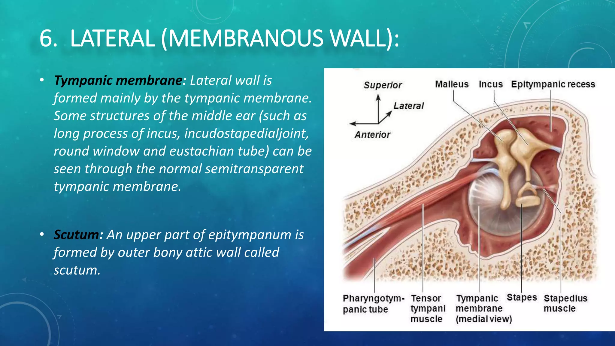Anatomy of the external and middle ear | PPTX