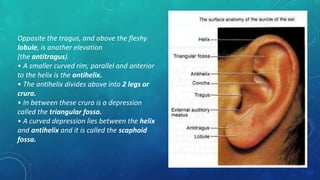 Anatomy of the external and middle ear | PPTX | Ear, Nose and Throat ...