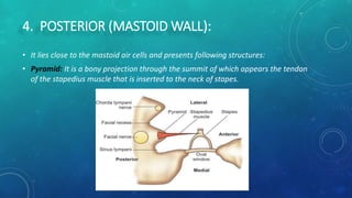 Anatomy of the external and middle ear | PPTX