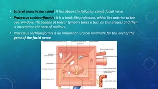 Anatomy of the external and middle ear | PPTX | Ear, Nose and Throat ...