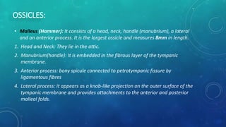 Anatomy of the external and middle ear | PPTX