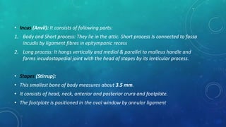 Anatomy of the external and middle ear | PPTX