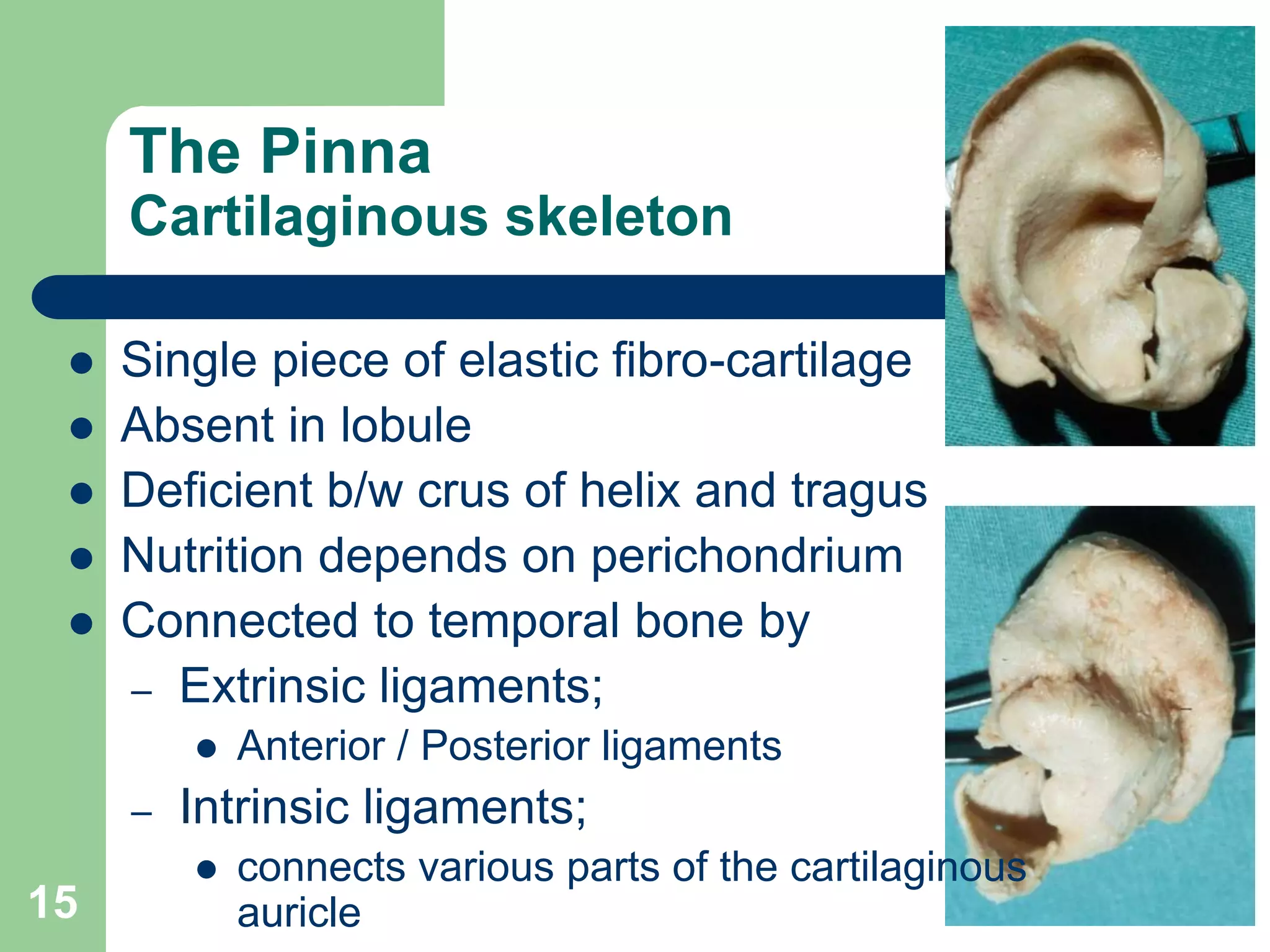 Anatomy of the external ear | PPT