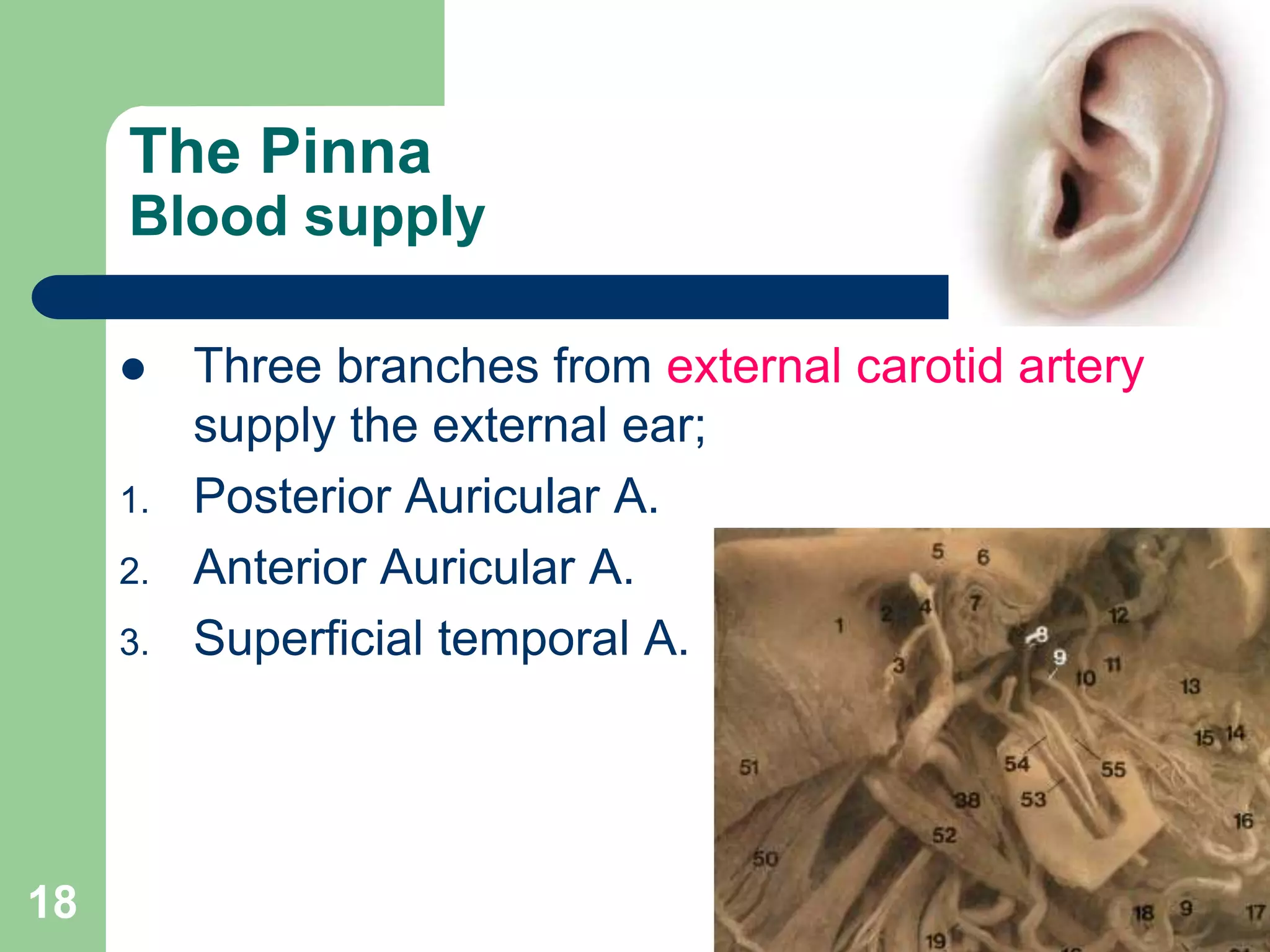 Anatomy of the external ear | PPT