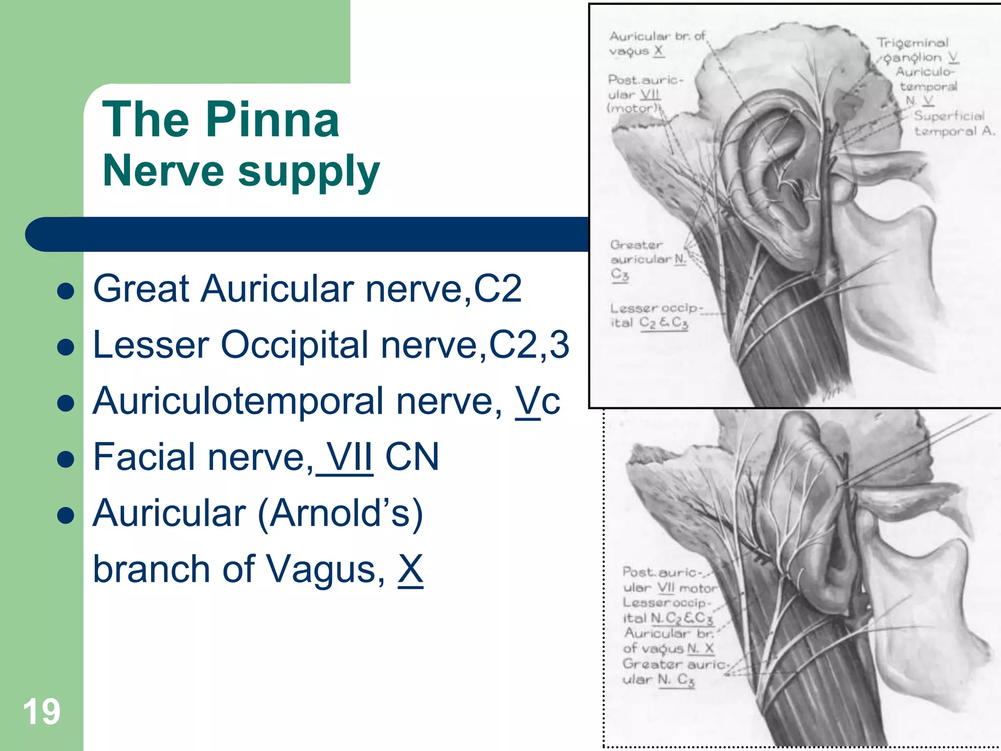 Anatomy of the external ear | PPT