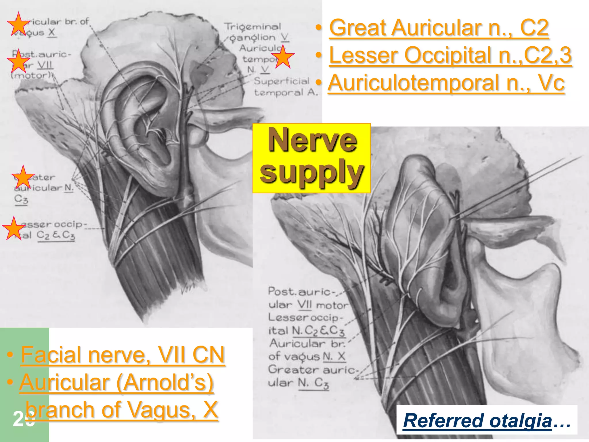 Anatomy of the external ear | PPT