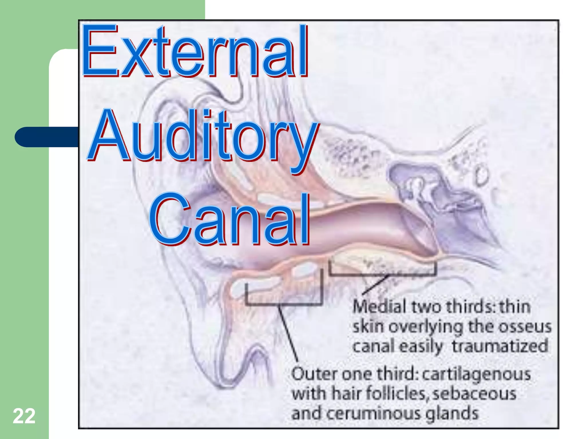 Anatomy of the external ear | PPT
