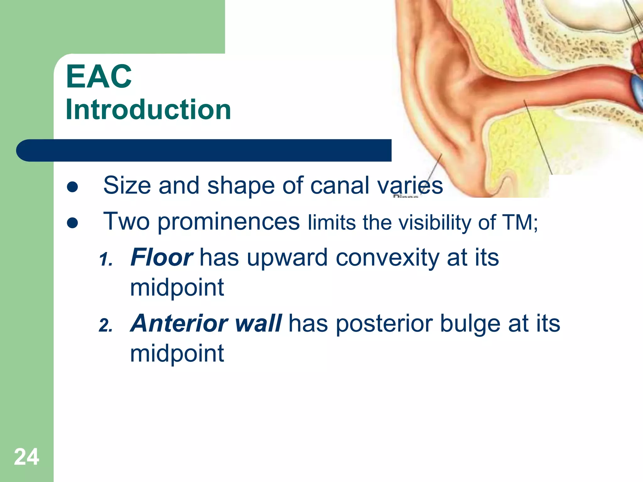 Anatomy of the external ear | PPT