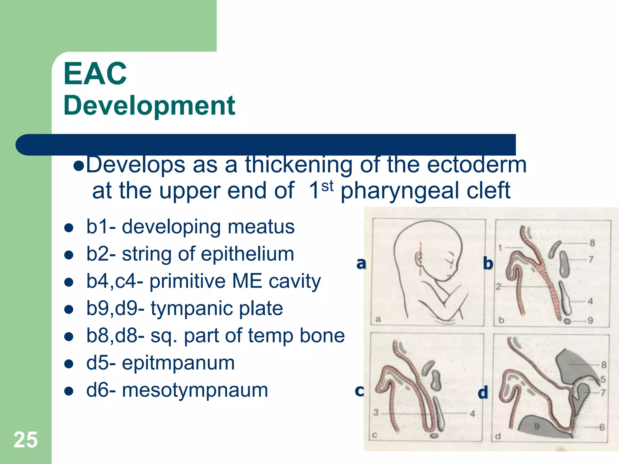 Anatomy of the external ear | PPT