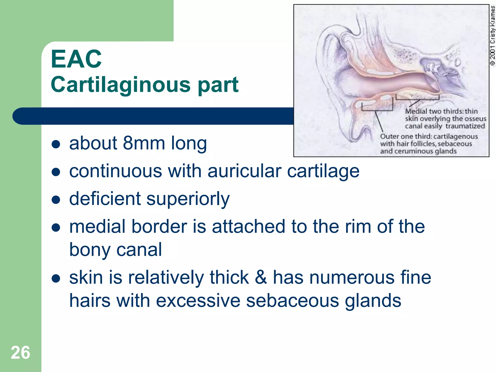 Anatomy of the external ear | PPT