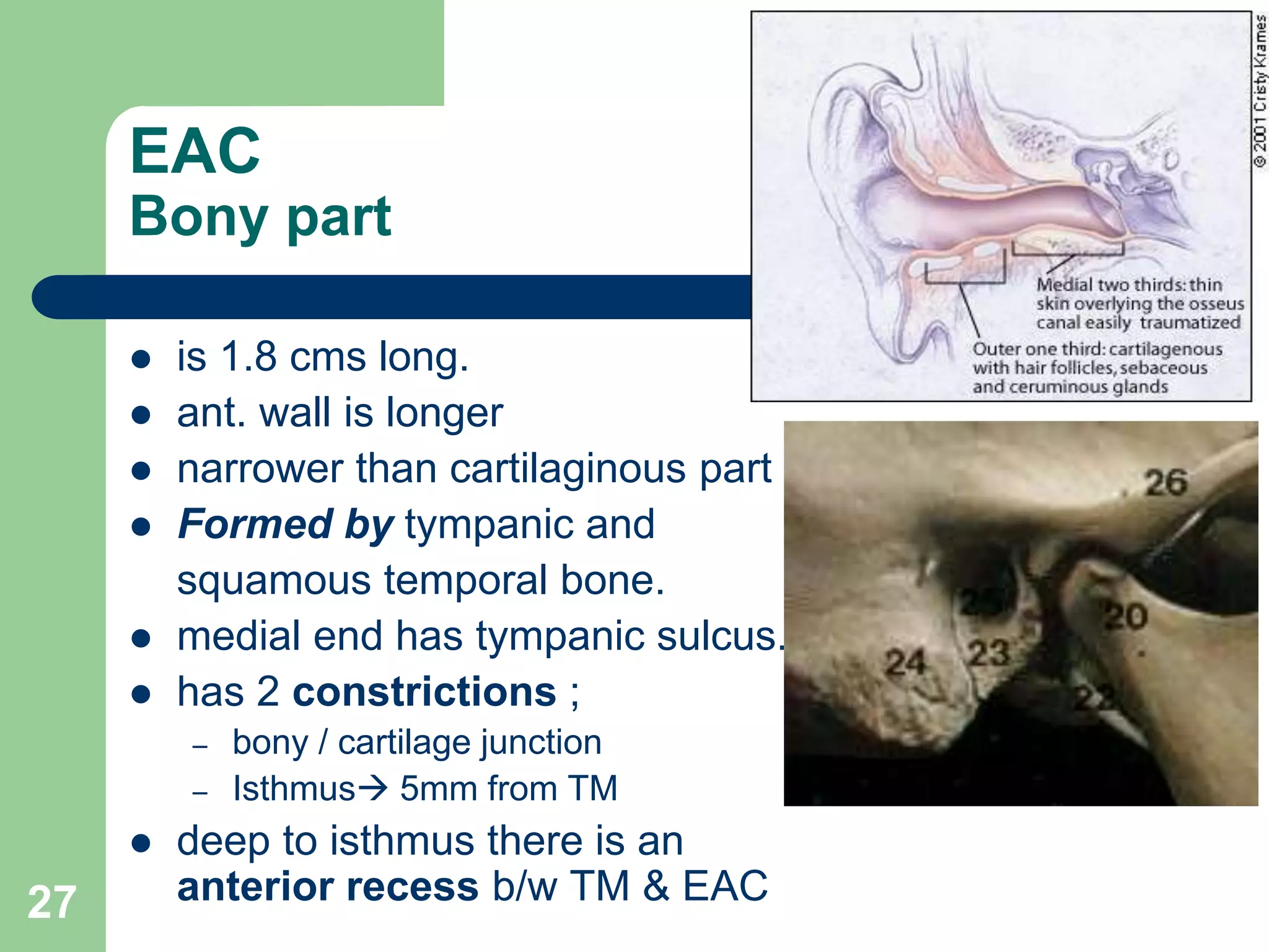 Anatomy of the external ear | PPT