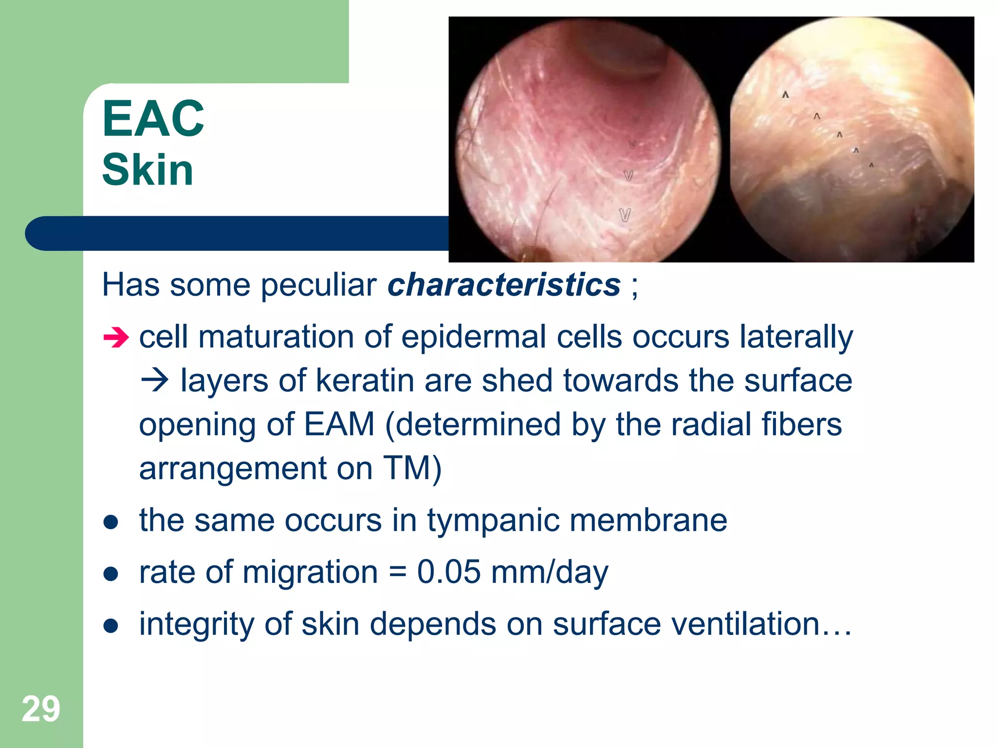 Anatomy of the external ear | PPT