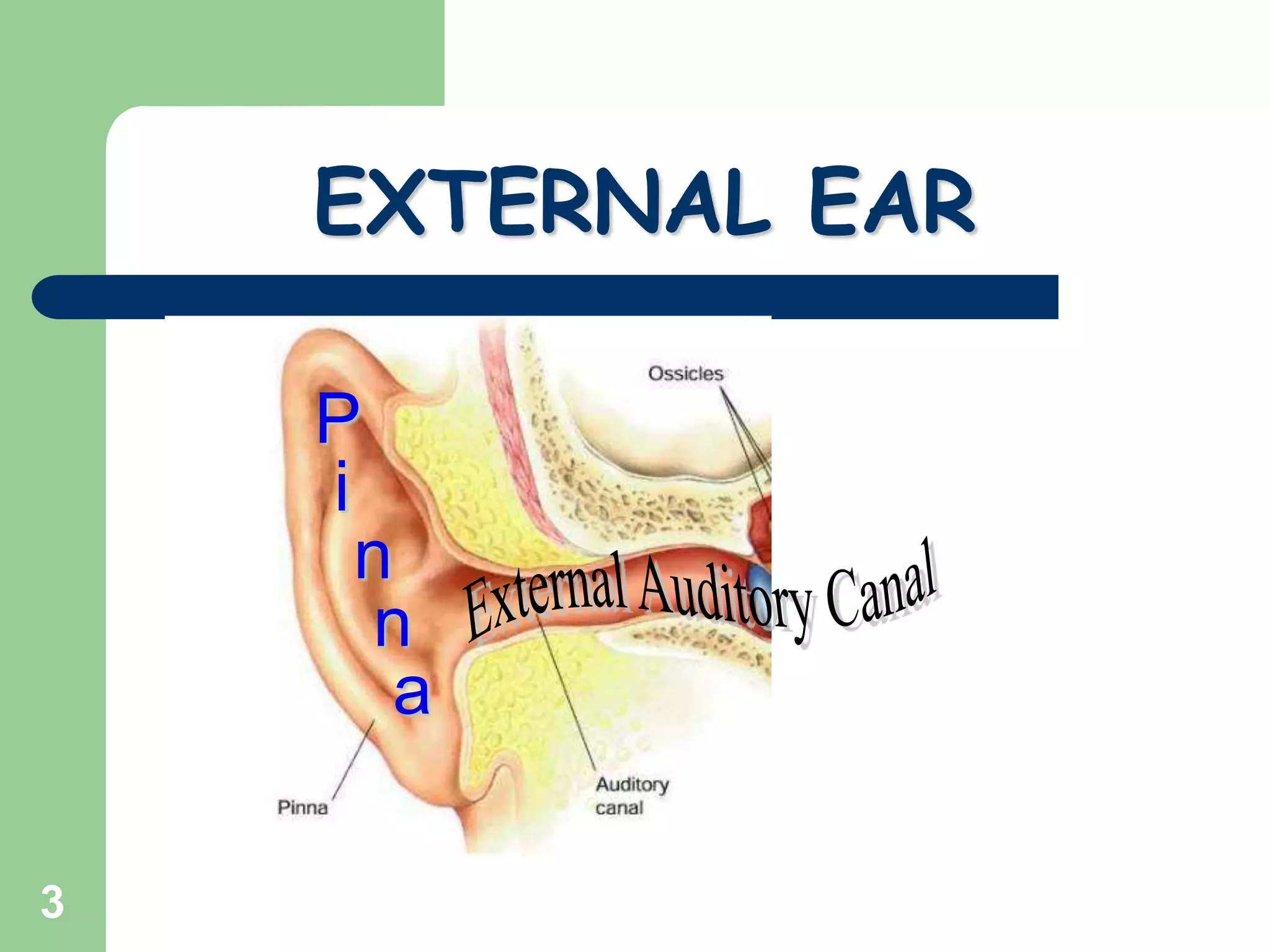 Anatomy of the external ear | PPT