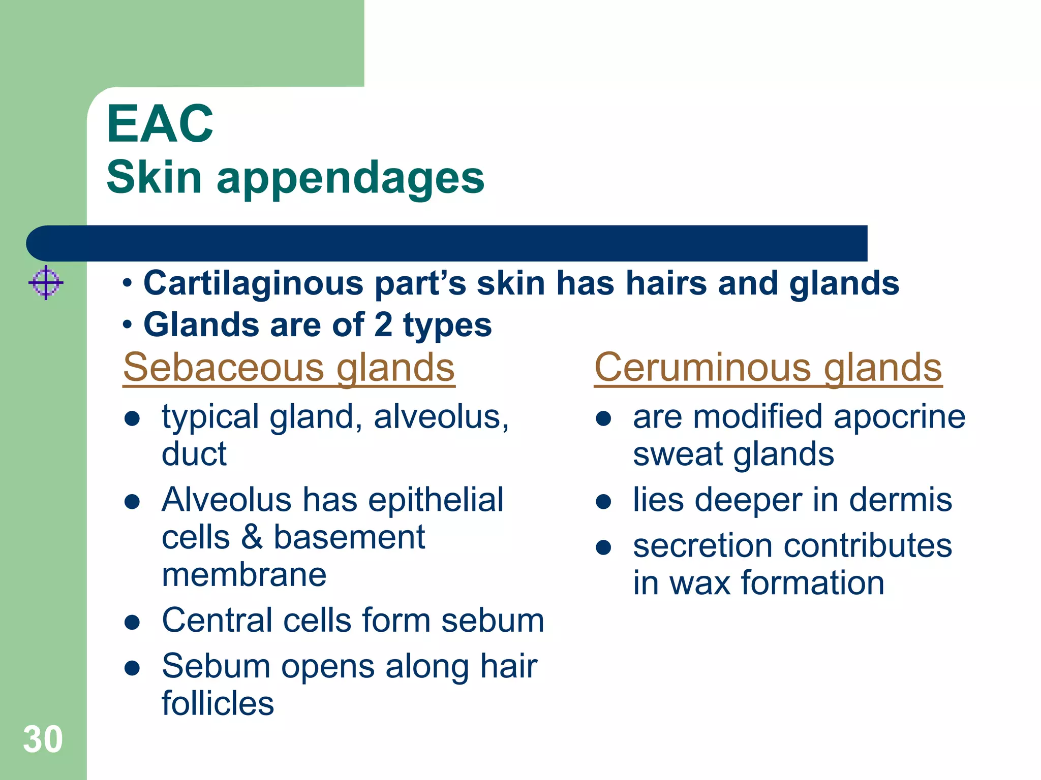 Anatomy of the external ear | PPT