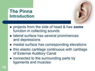 Anatomy of the external ear | PPT
