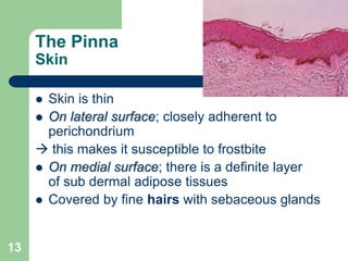 Anatomy of the external ear | PPT