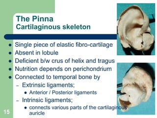 Anatomy of the external ear | PPT