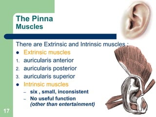 Anatomy of the external ear | PPT