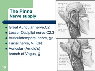 Anatomy of the external ear | PPT