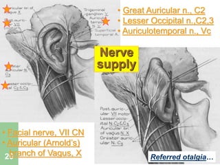 Anatomy of the external ear | PPT