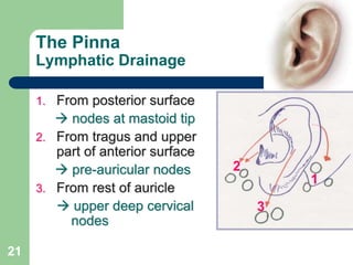 Anatomy of the external ear | PPT