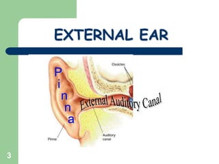Anatomy of the external ear | PPT