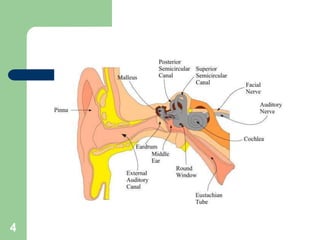 Anatomy of the external ear | PPT