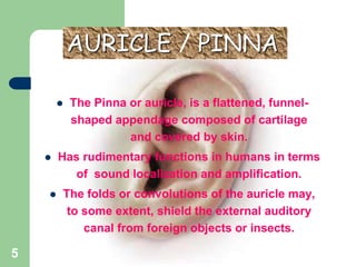 Anatomy of the external ear | PPT