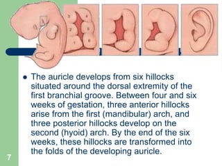 Anatomy of the external ear | PPT
