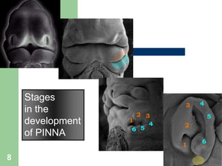 Anatomy of the external ear | PPT
