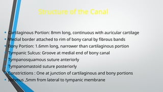 ANATOMY OF THE EXTERNAL EAR.pptx . | PPTX