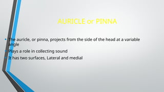 ANATOMY OF THE EXTERNAL EAR.pptx . | PPTX
