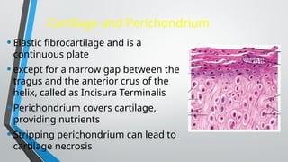 ANATOMY OF THE EXTERNAL EAR.pptx . | PPTX