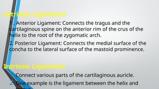 ANATOMY OF THE EXTERNAL EAR.pptx . | PPTX