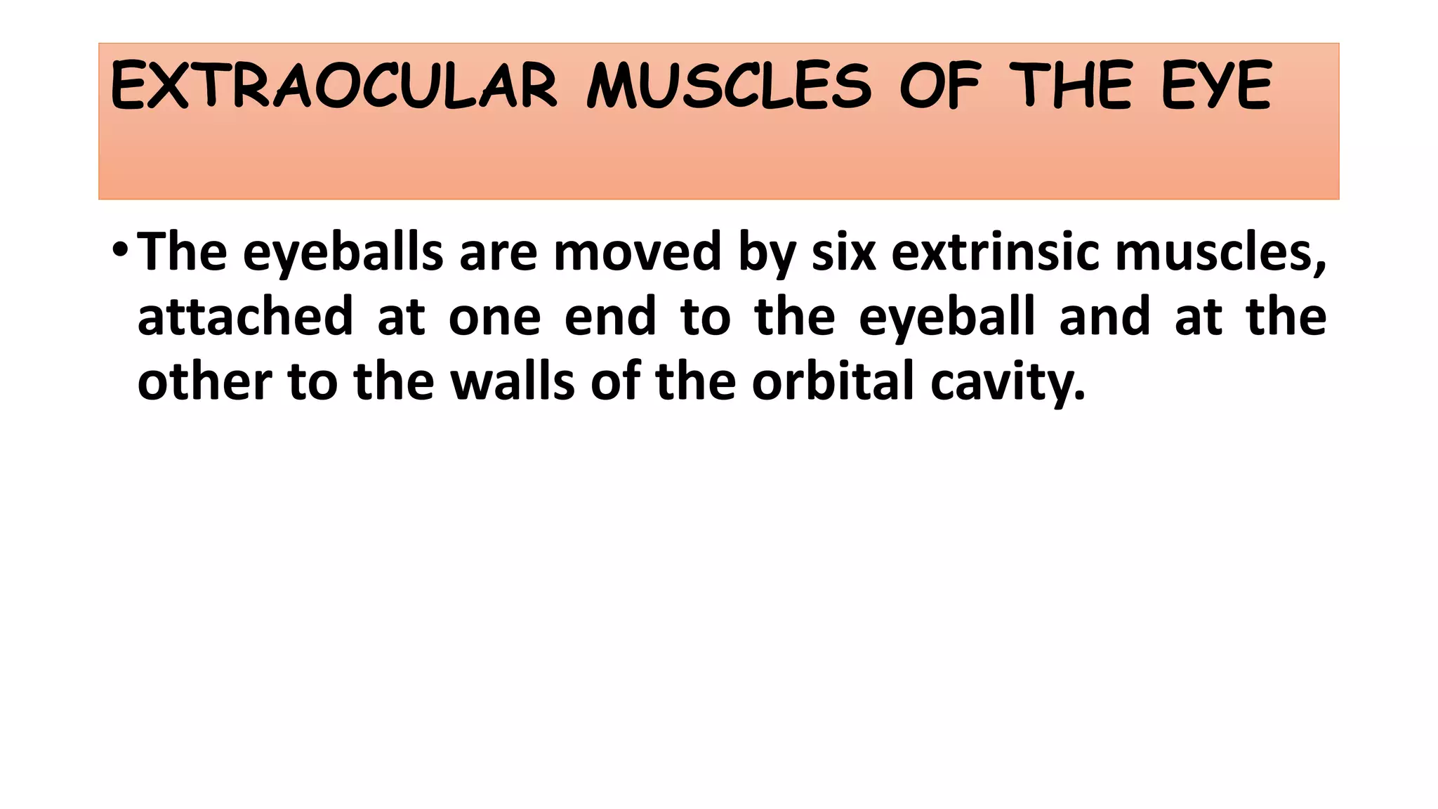 Anatomy of the extraocular muscles of eye | PPTX