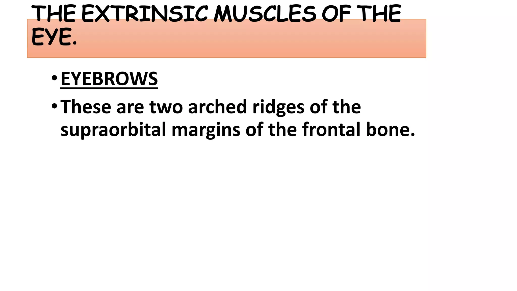 Anatomy of the extraocular muscles of eye | PPTX