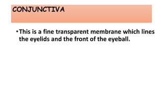 Anatomy of the extraocular muscles of eye | PPTX