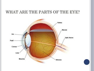Anatomy of the eye | PPT