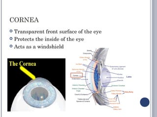 Anatomy of the eye | PPT