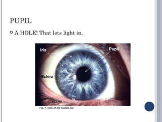 Anatomy of the eye | PPT