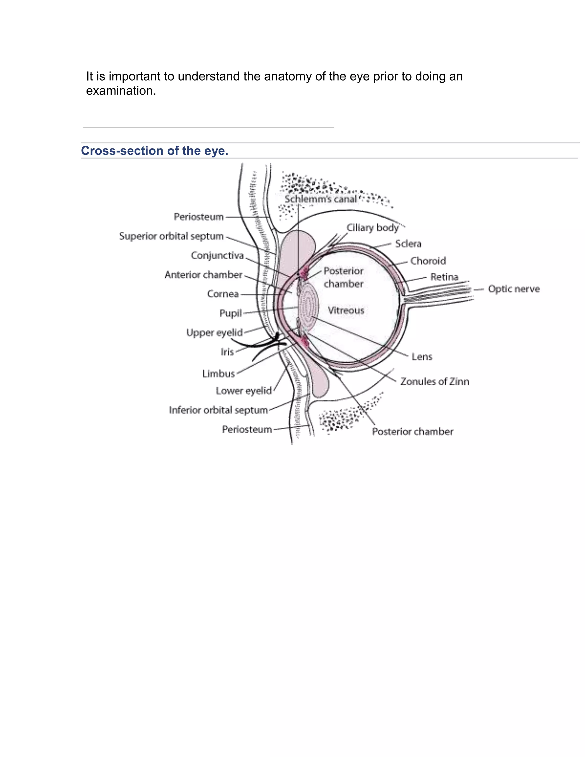 Anatomy of the eye | DOCX